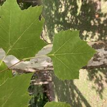 Plant Communities | CMP Tree Selection Tool